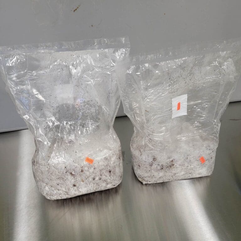 Colonized Grain Spawn Archives - Myers Mushrooms